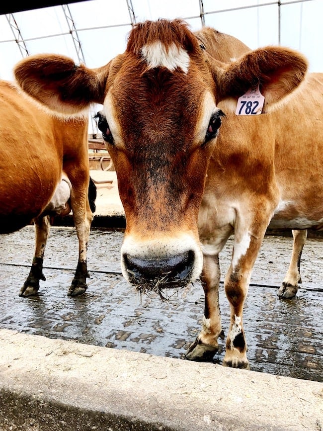 Creamy Cilantro Lime Dressing